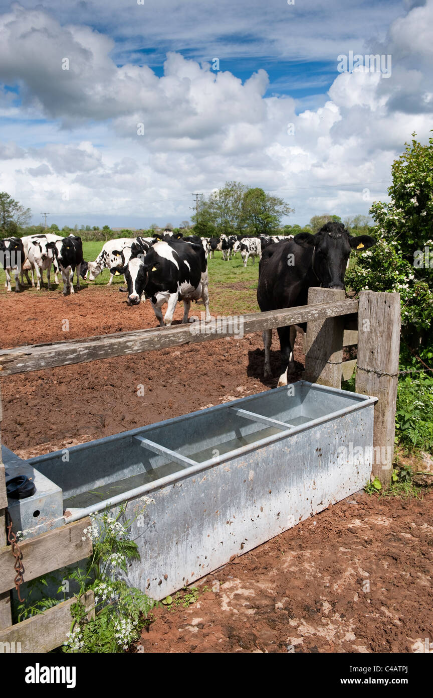 Cattle drinking trough hi-res stock photography and images - Alamy