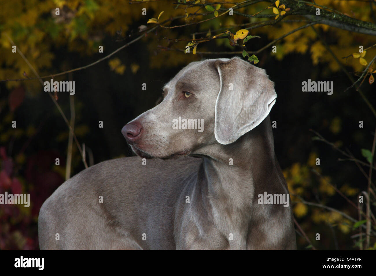 Weimaraner profile hi-res stock photography and images - Alamy