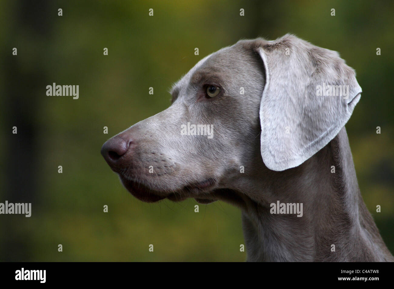 Weimaraner profile hi-res stock photography and images - Alamy