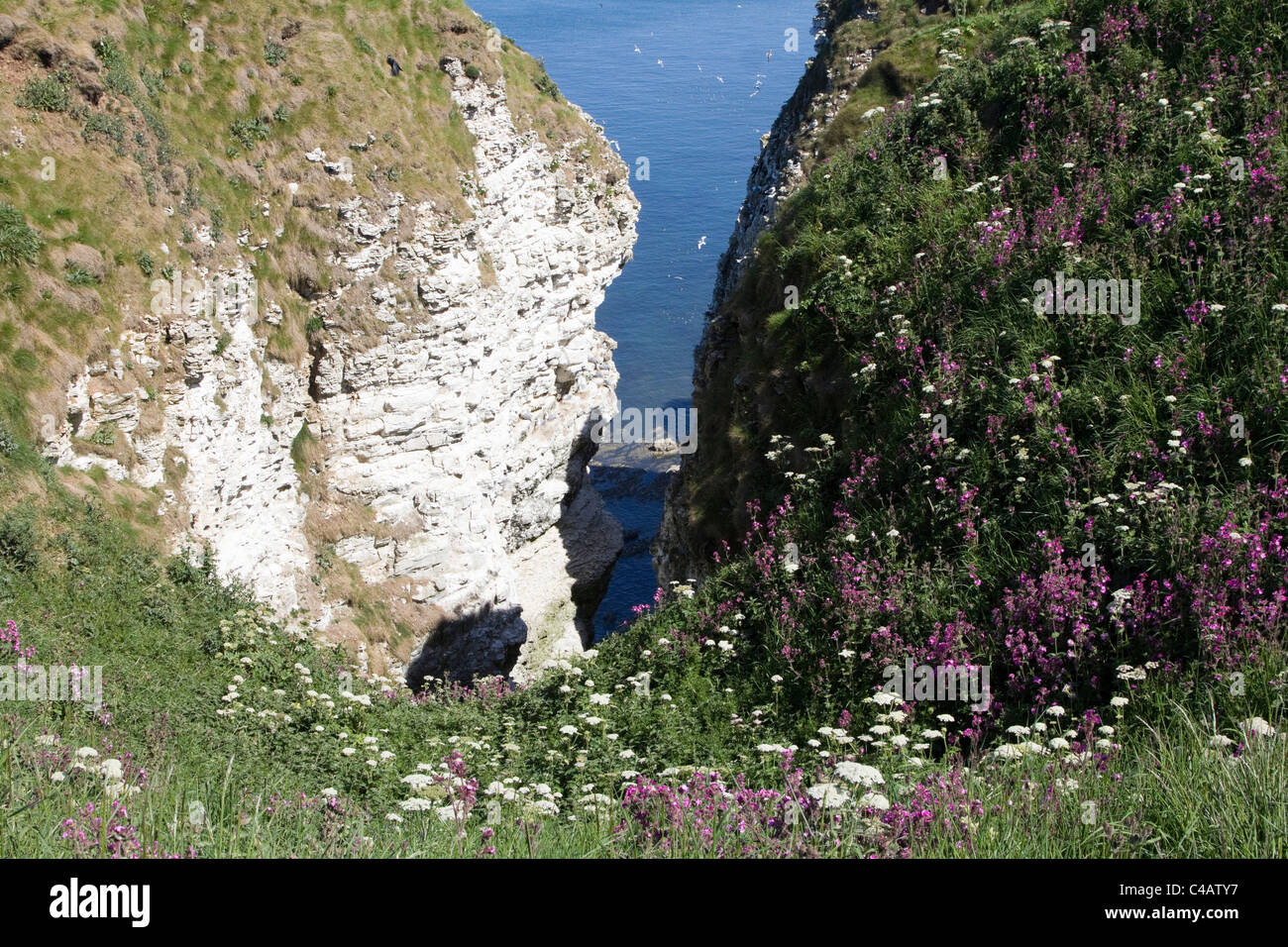 Bempton Cliffs is a nature reserve, run by the RSPB, at Bempton in the ...