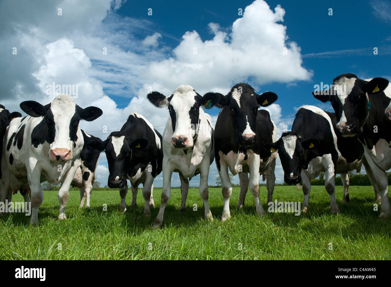 Dairy cattle hi-res stock photography and images - Alamy