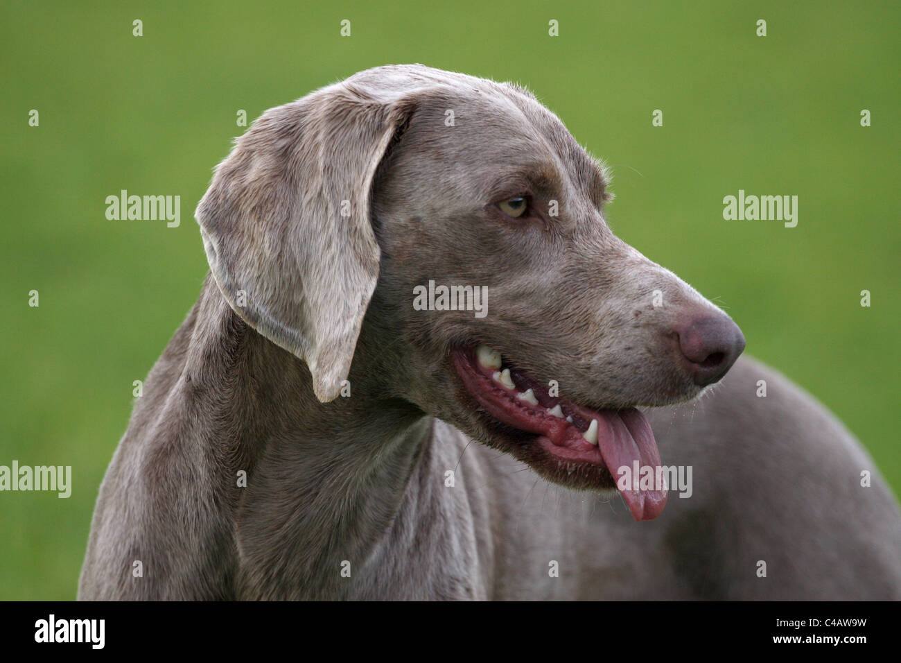 Weimaraner profile hi-res stock photography and images - Alamy