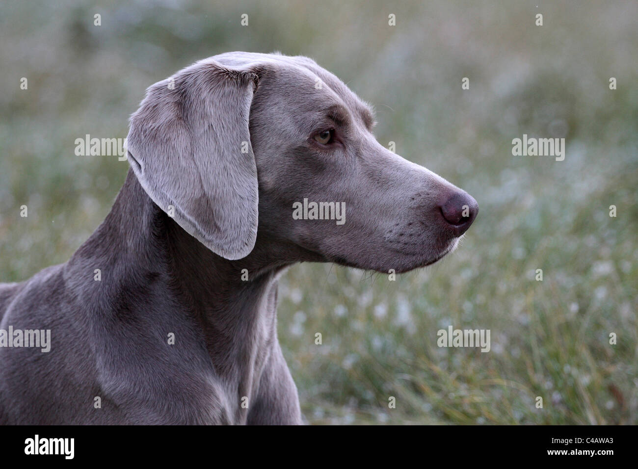 Weimaraner in profile hi-res stock photography and images - Alamy