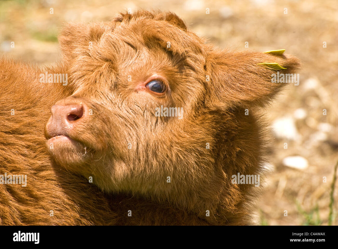 Cute baby highland cow calf hi-res stock photography and images - Alamy