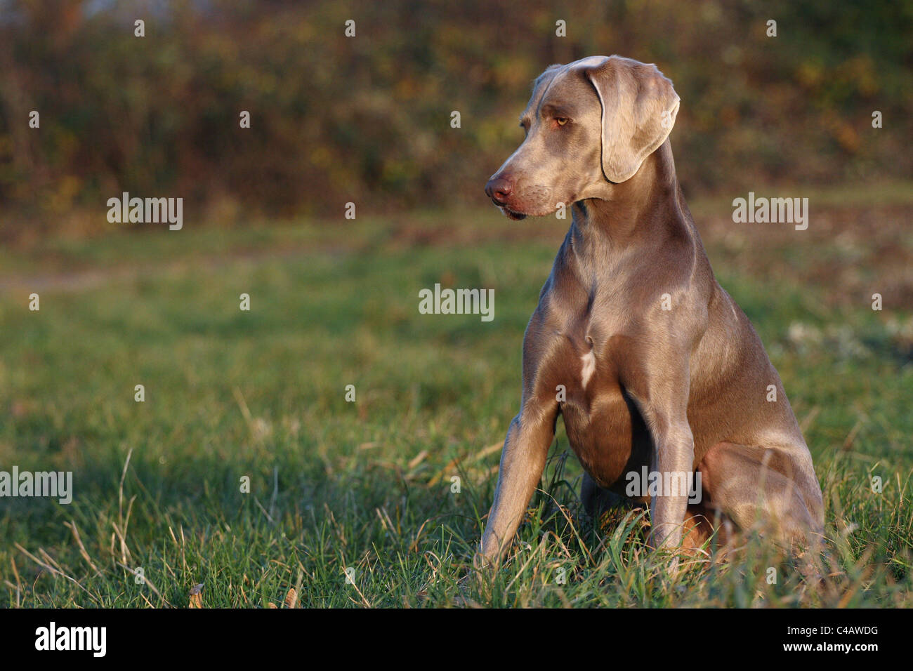 Weimaraner sit sits hi-res stock photography and images - Alamy