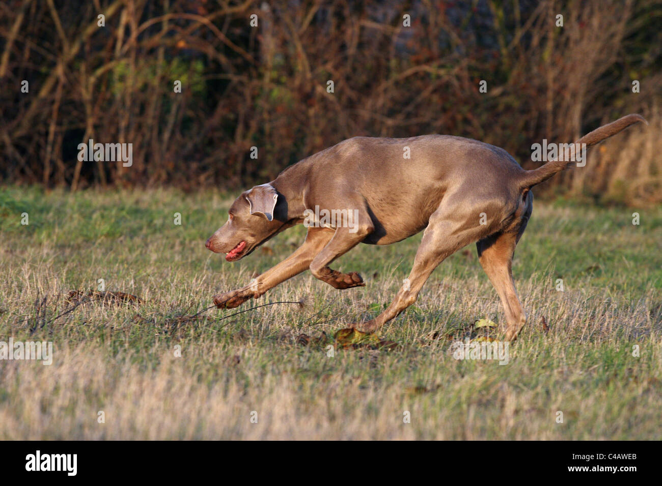 Hunt dog running hi-res stock photography and images - Alamy