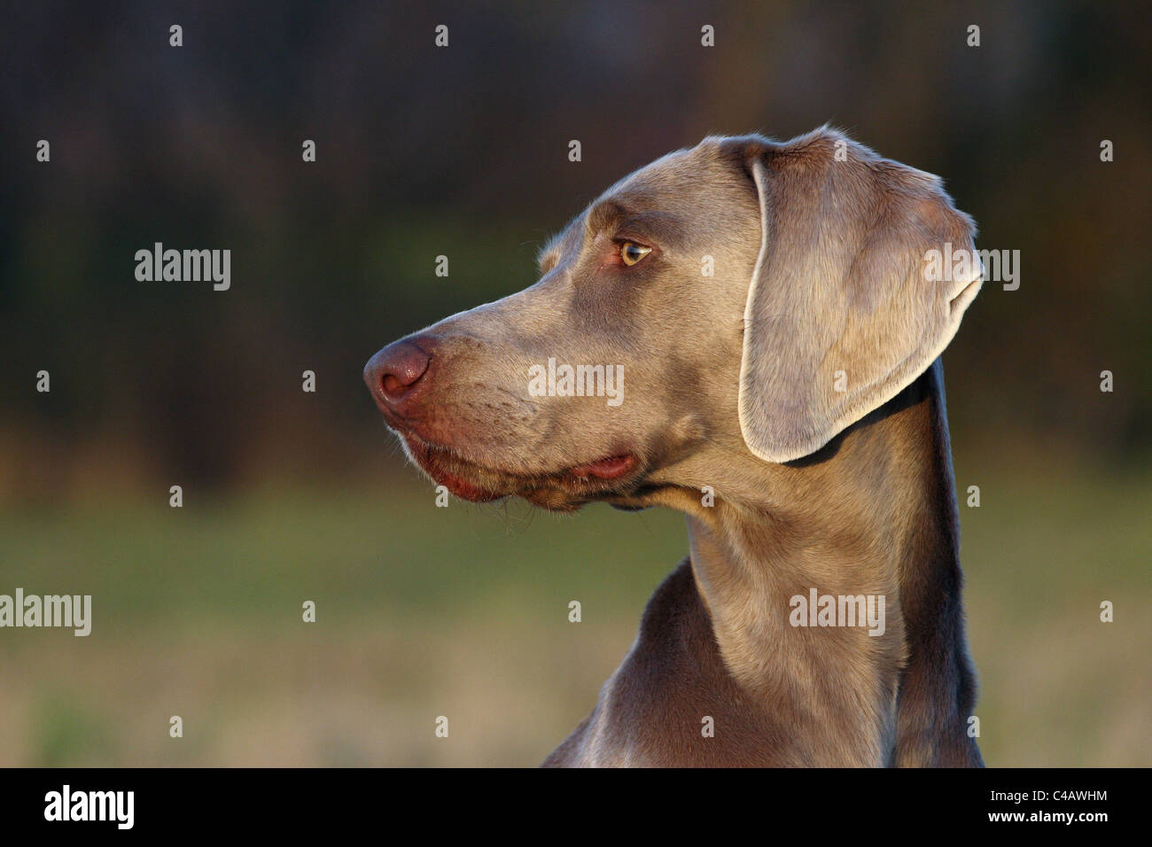 Weimaraner profile hi-res stock photography and images - Alamy
