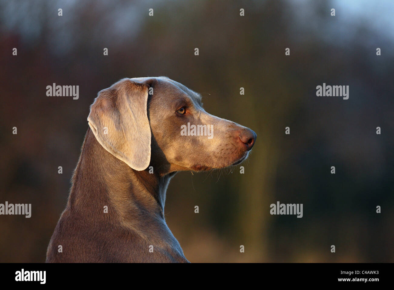 Weimaraner profile hi-res stock photography and images - Alamy