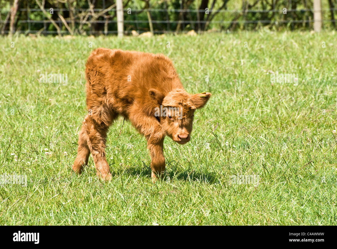 Cattle offspring hi-res stock photography and images - Alamy