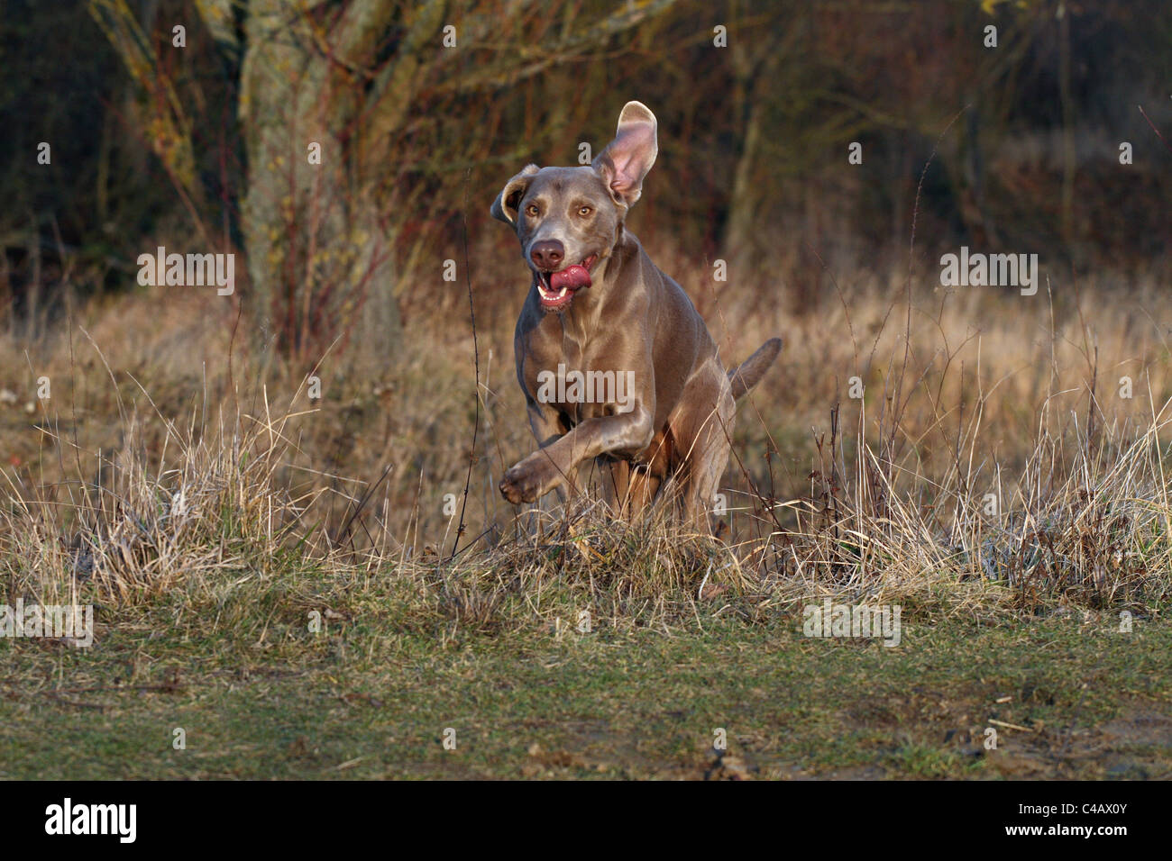 Running weimaraner hi-res stock photography and images - Alamy