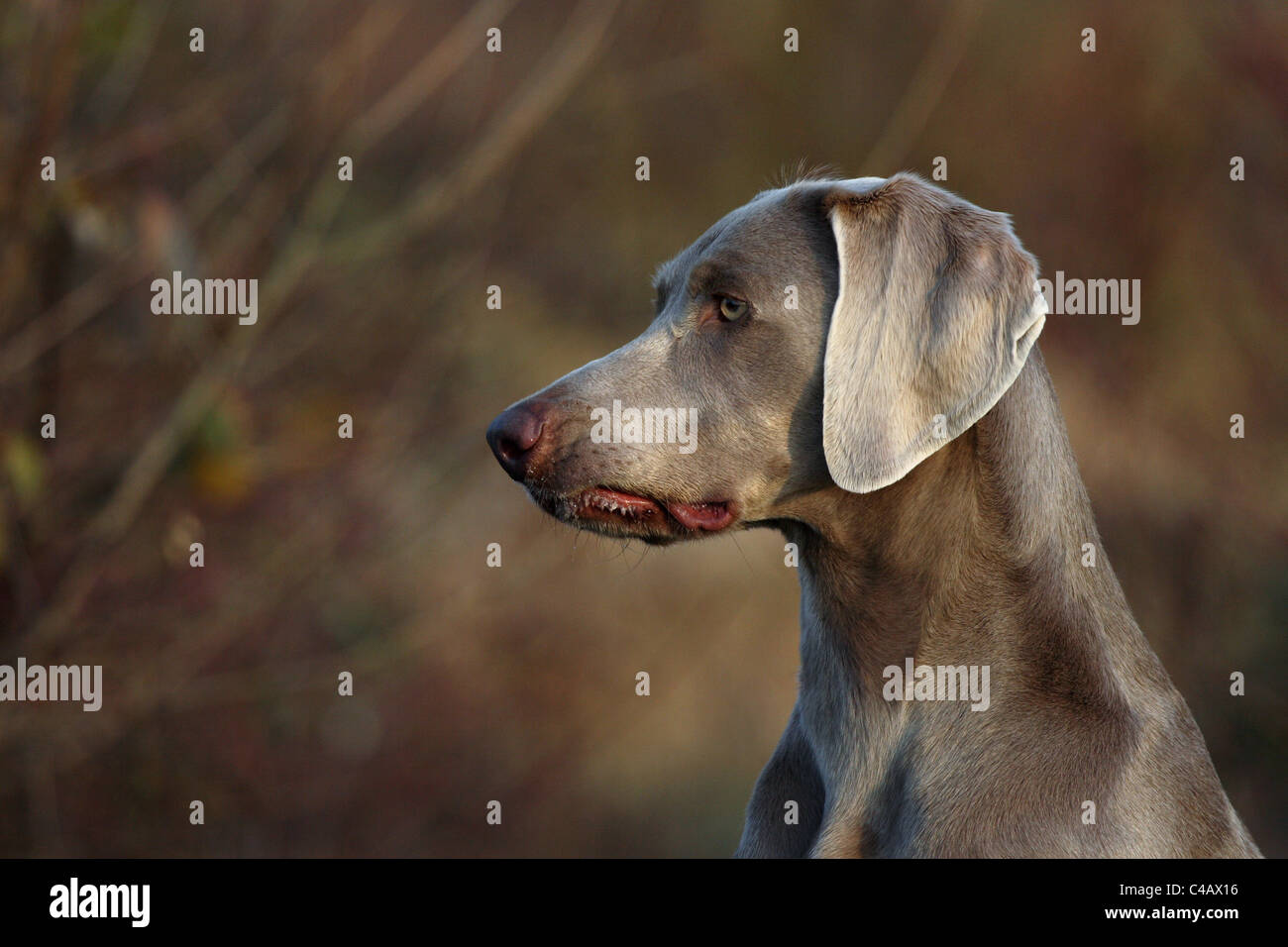 Weimaraner profile hi-res stock photography and images - Alamy