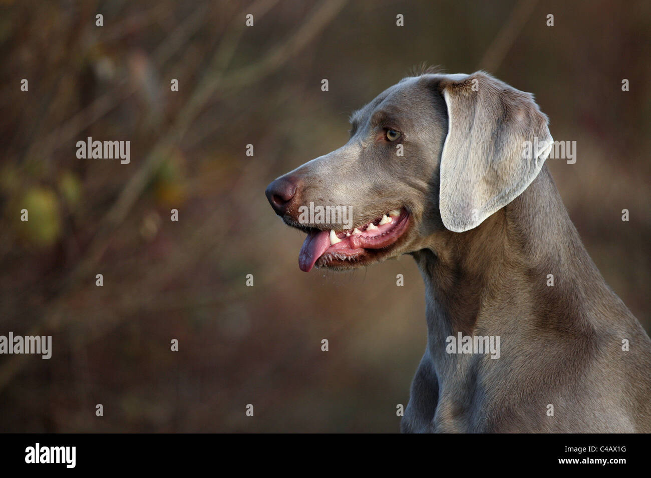 Weimaraner profile hi-res stock photography and images - Alamy