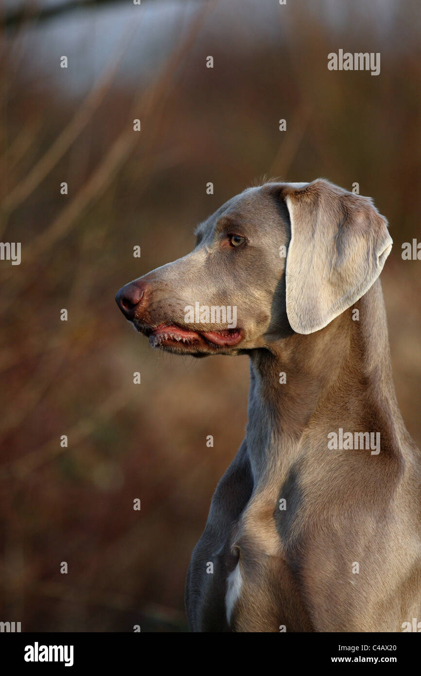 Weimaraner profile hi-res stock photography and images - Alamy