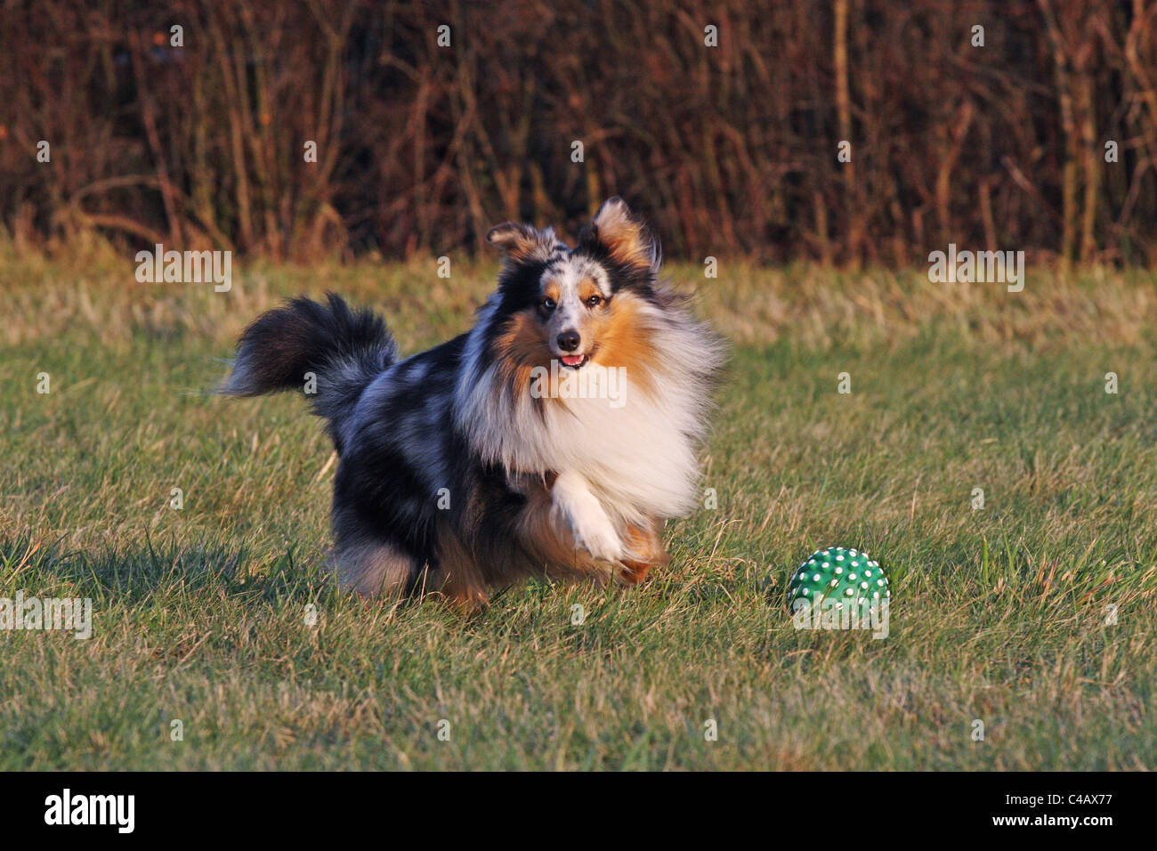 running Shetland Sheepdog Stock Photo - Alamy