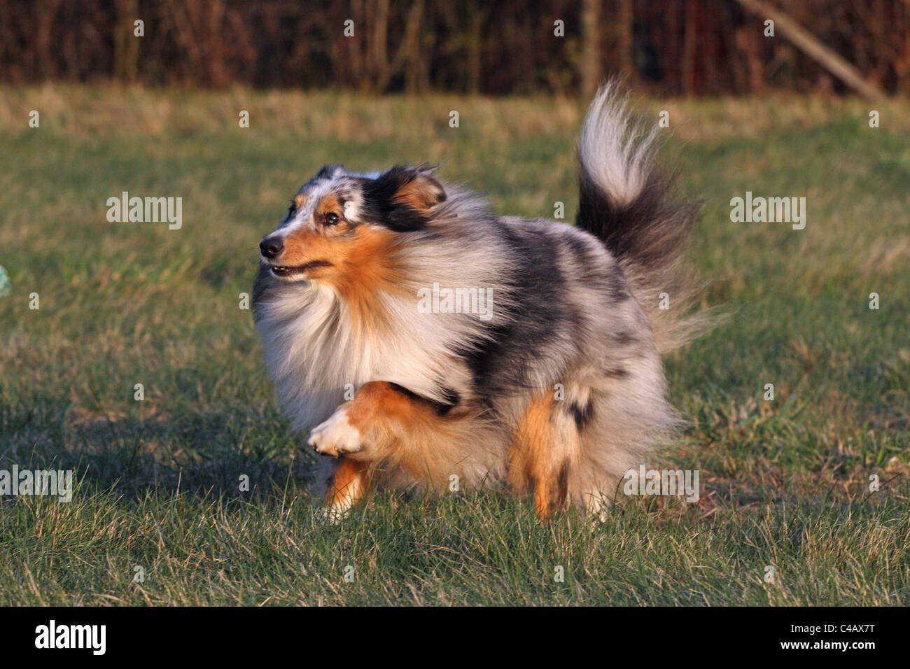 running Shetland Sheepdog Stock Photo - Alamy