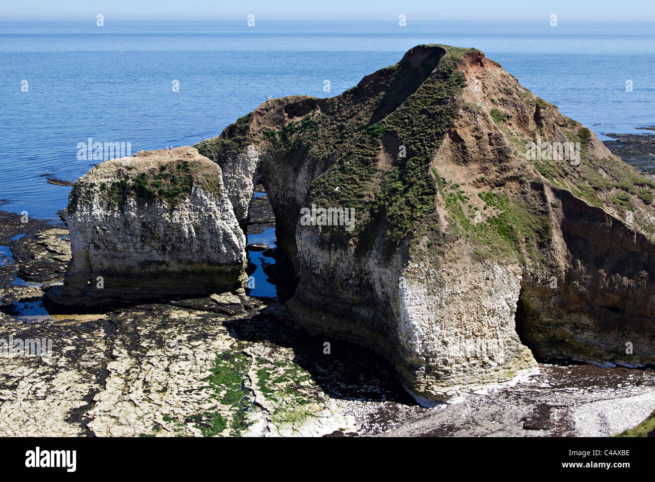 flamborough head sea cliff's birds nesting eroding cliffside yorkshire ...
