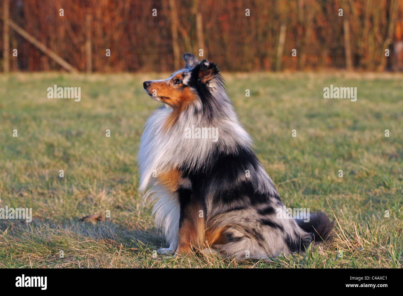 sitting Shetland Sheepdog Stock Photo - Alamy