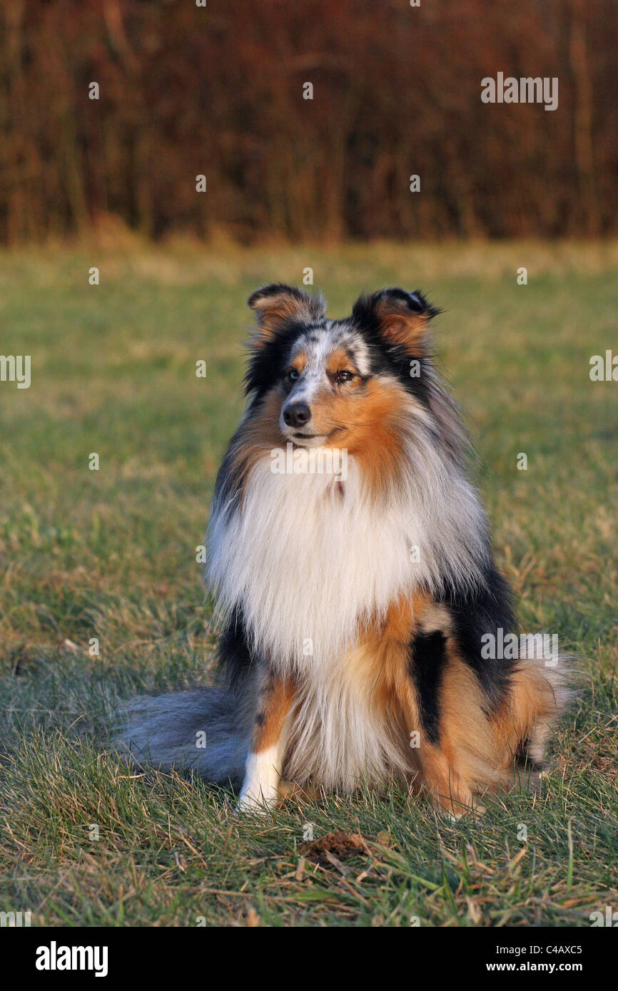 sitting Shetland Sheepdog Stock Photo - Alamy