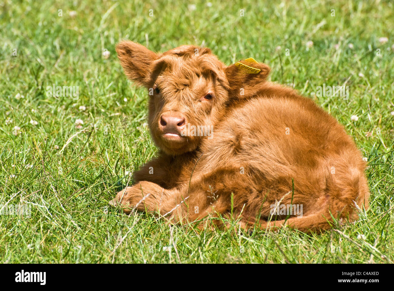 Cattle offspring hi-res stock photography and images - Alamy