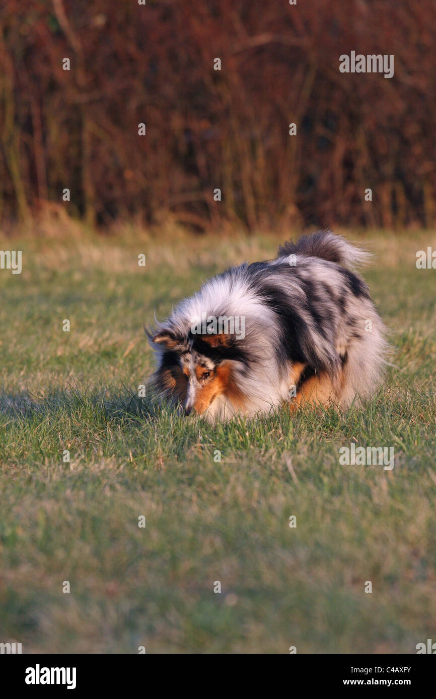 running Shetland Sheepdog Stock Photo - Alamy