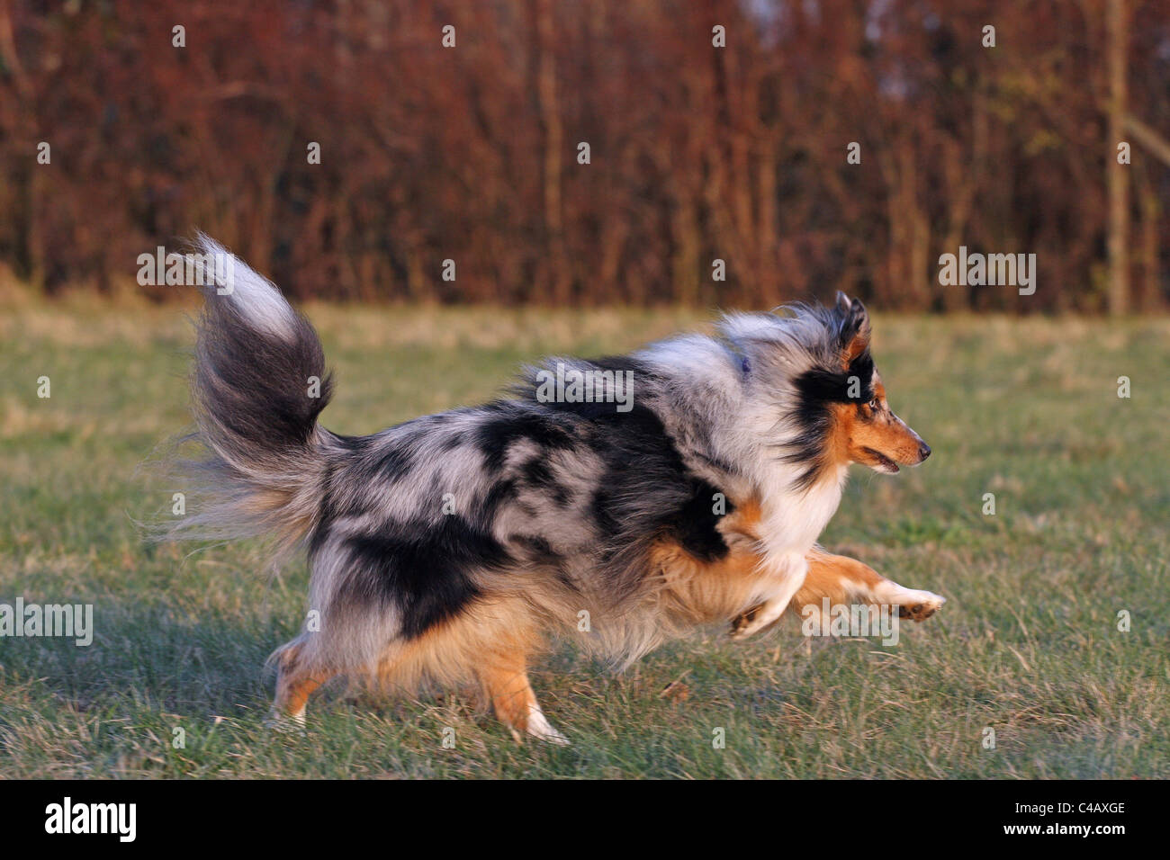 Shetland sheepdog action hi-res stock photography and images - Alamy