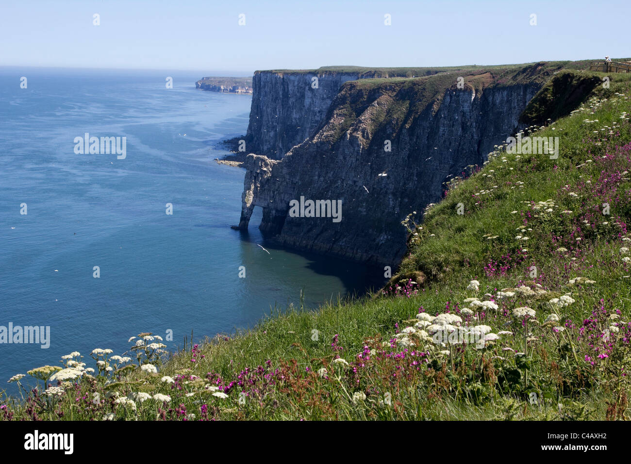 Bempton Cliffs is a nature reserve, run by the RSPB, at Bempton in the ...