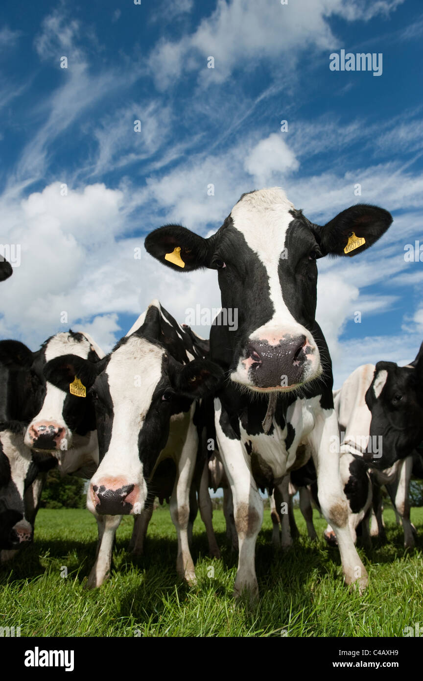 British dairy cows hi-res stock photography and images - Alamy