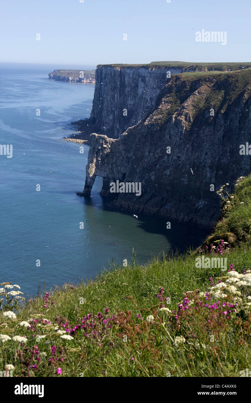 Bempton Cliffs is a nature reserve, run by the RSPB, at Bempton in the ...