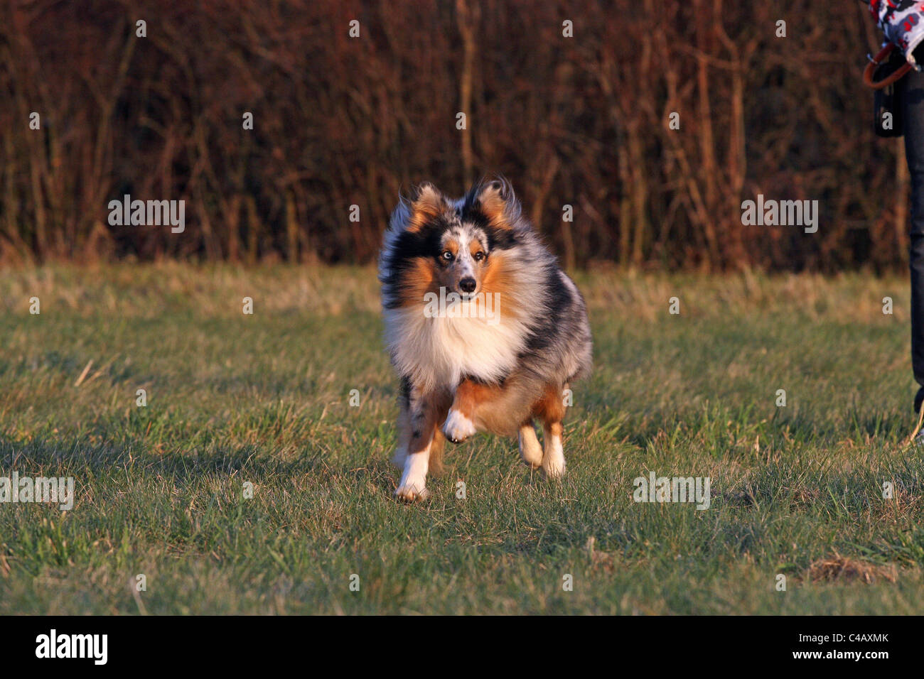 Shetland sheepdog action hi-res stock photography and images - Alamy