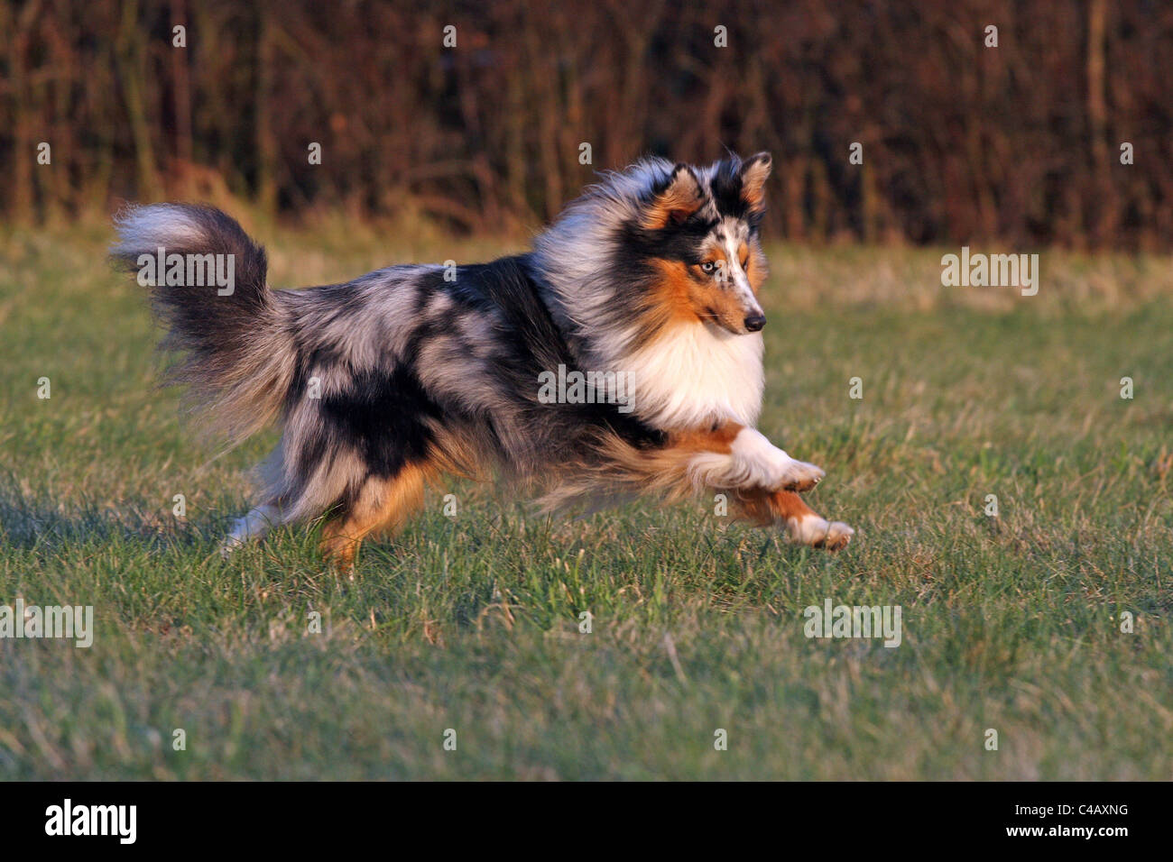 running Shetland Sheepdog Stock Photo - Alamy