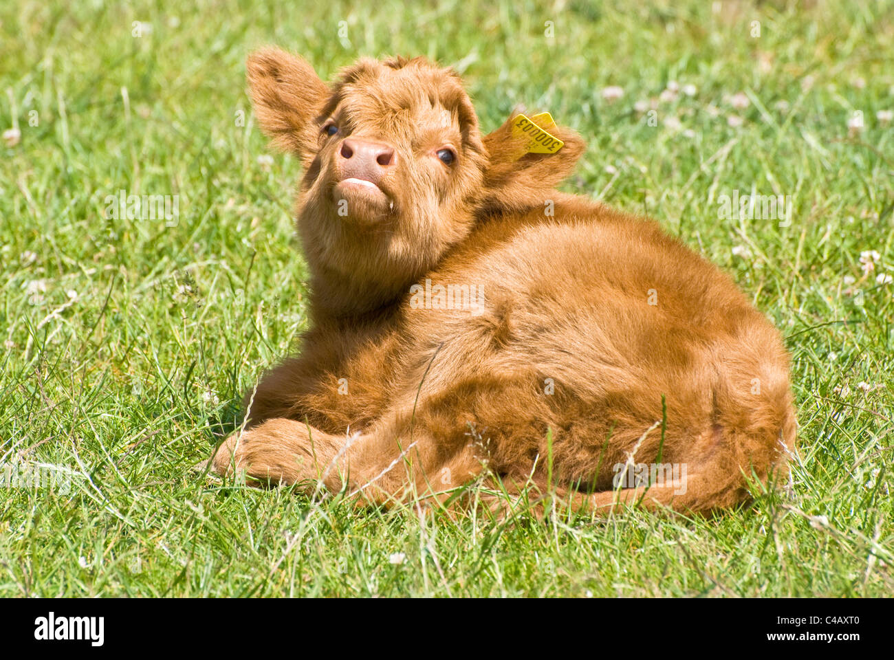 Highland cattle calf Stock Photo - Alamy
