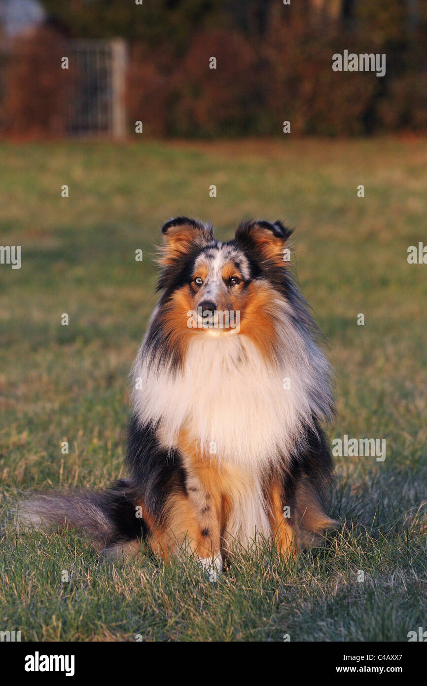 sitting Shetland Sheepdog Stock Photo - Alamy
