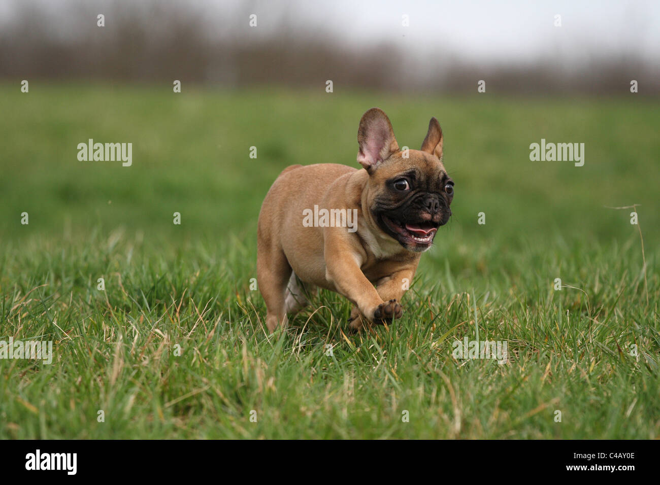 running French Bulldog Stock Photo - Alamy