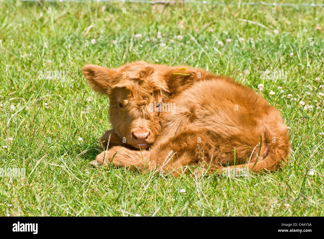 Highland cattle calf Stock Photo - Alamy