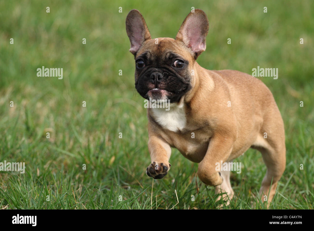 running French Bulldog Stock Photo - Alamy