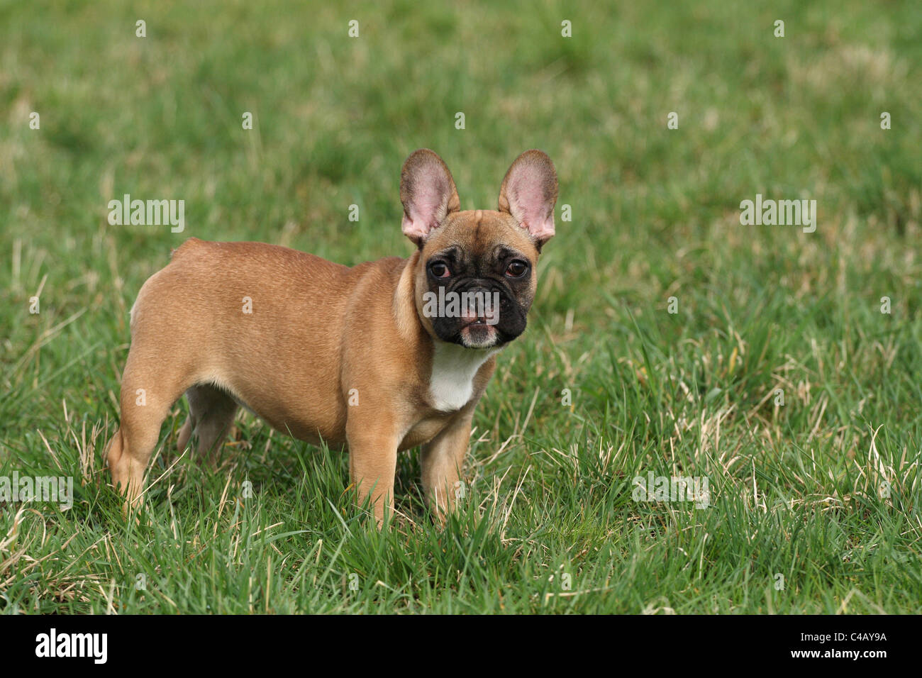 standing French Bulldog Stock Photo - Alamy