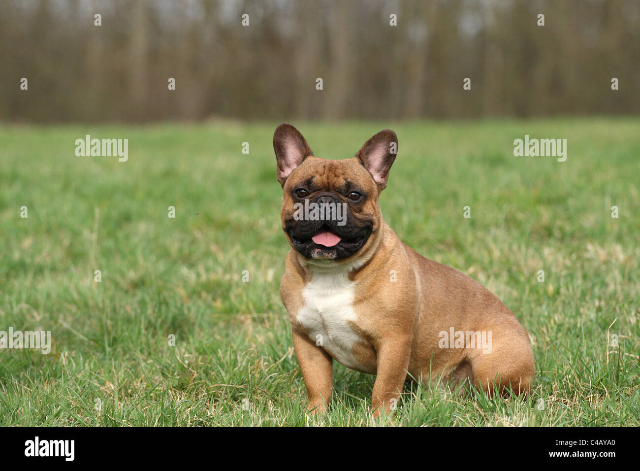 sitting French Bulldog Stock Photo - Alamy