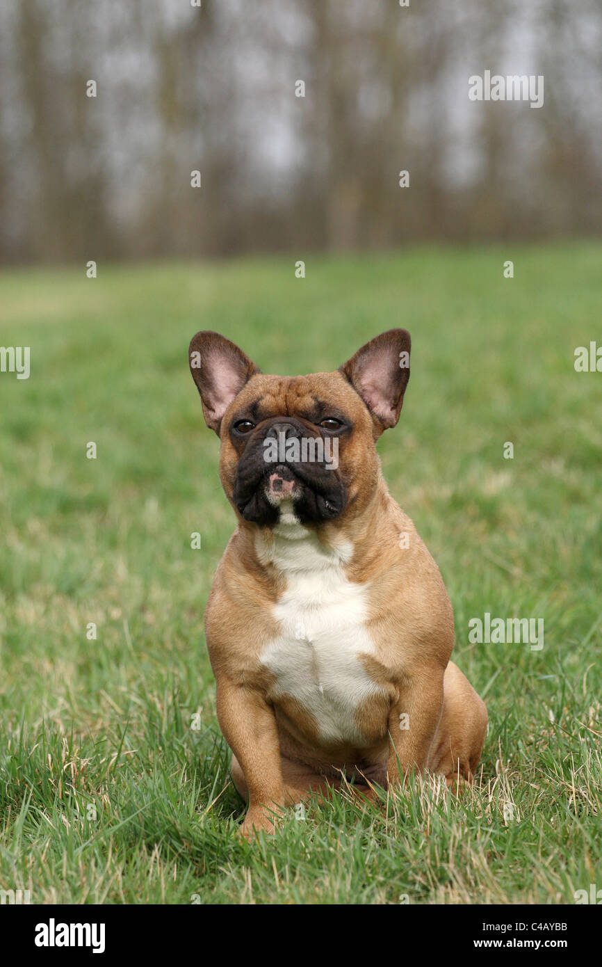 sitting French Bulldog Stock Photo - Alamy