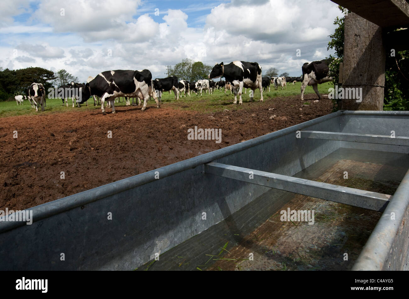 Cattle drinking trough hi-res stock photography and images - Alamy