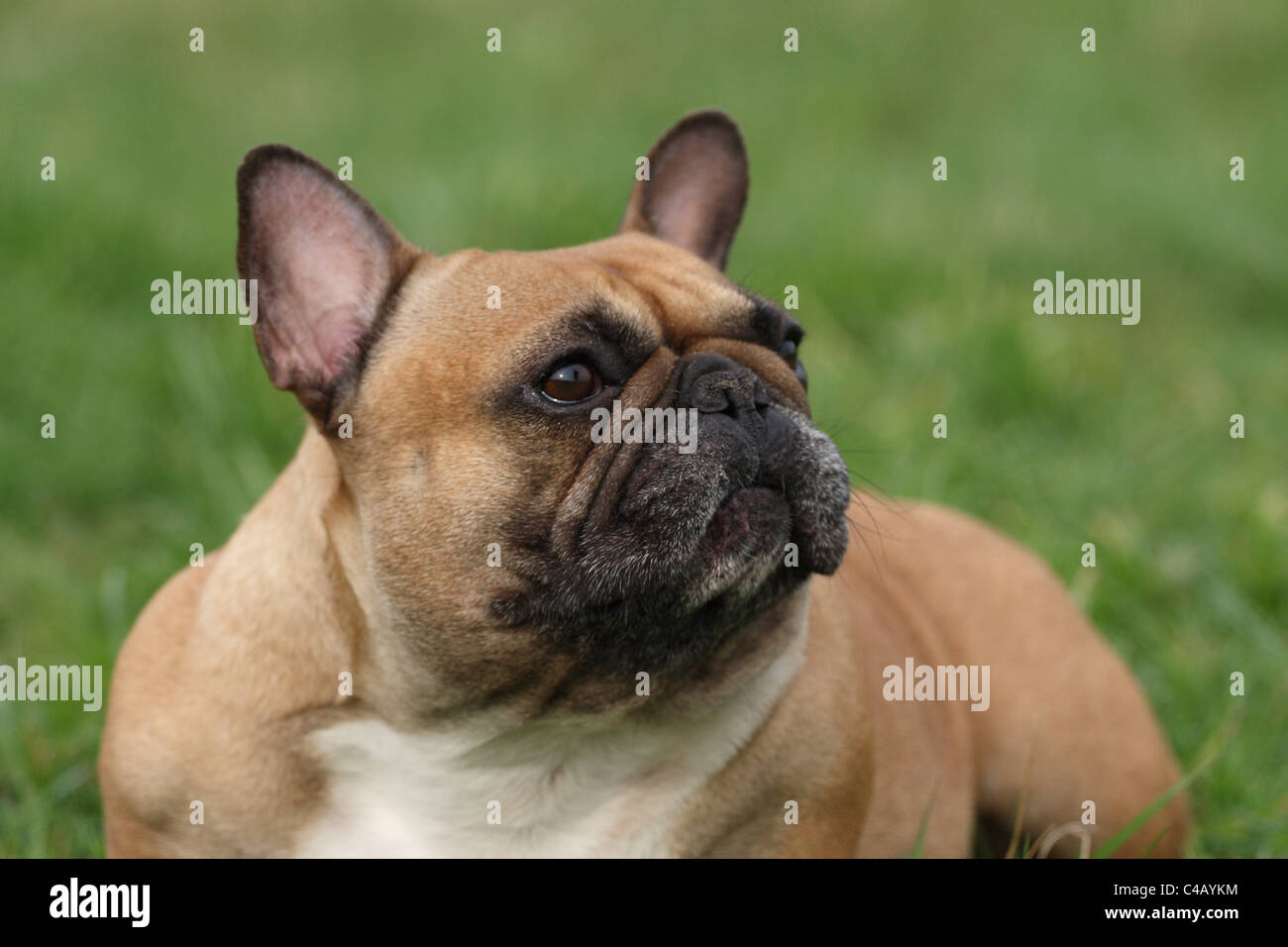 French Bulldog Portrait Stock Photo - Alamy