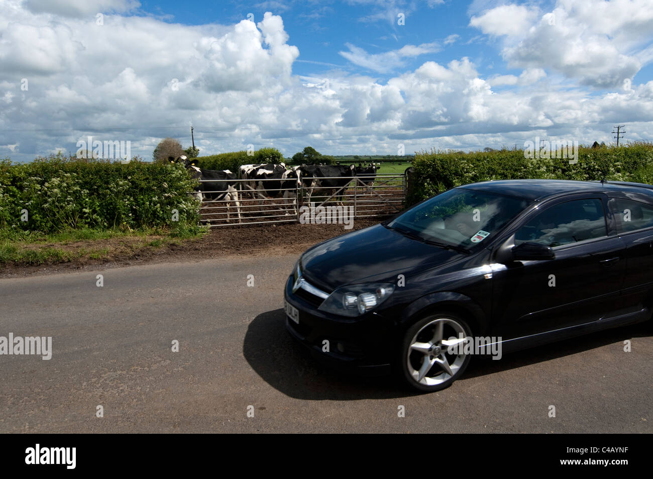 Car waiting for cattle hi-res stock photography and images - Alamy