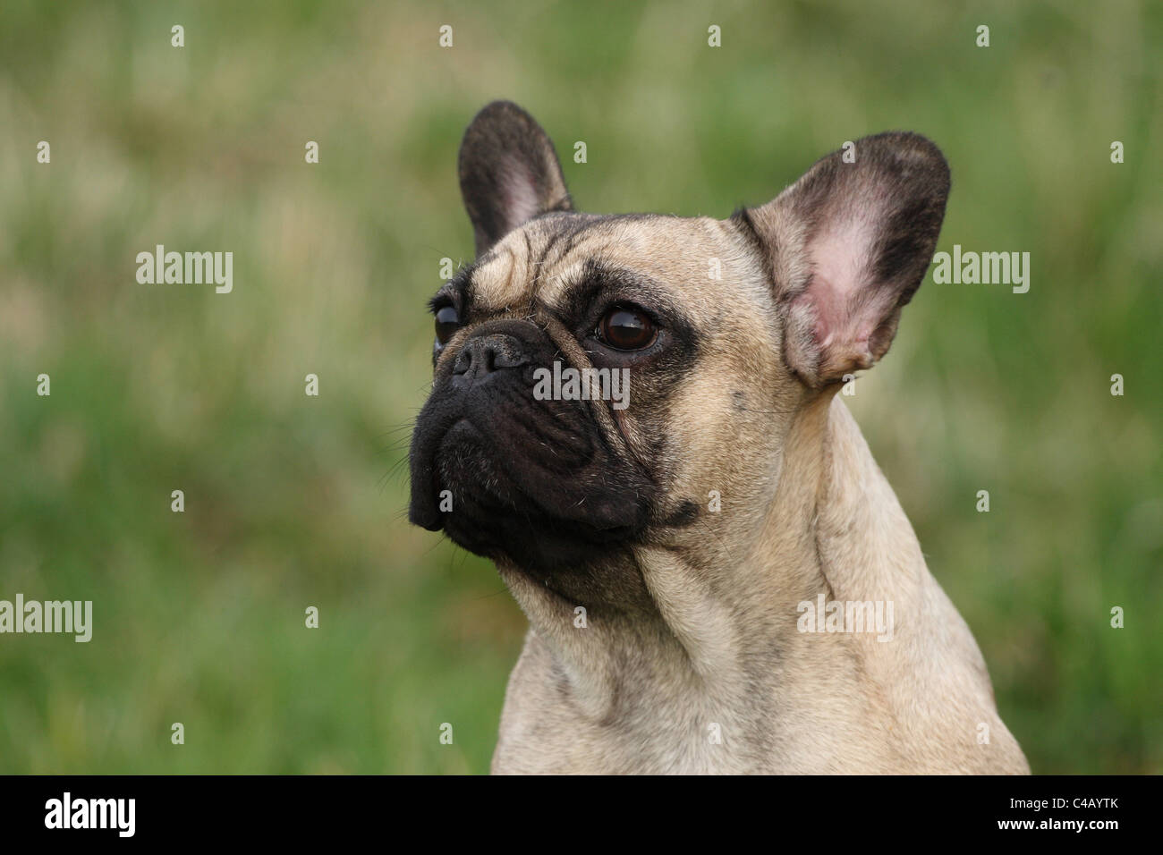 French Bulldog Portrait Stock Photo - Alamy