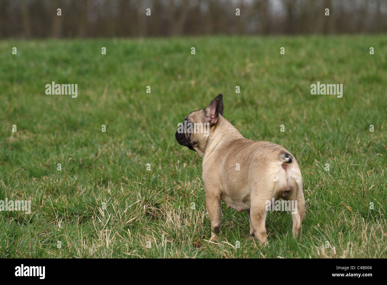 French bulldog back hi-res stock photography and images - Alamy
