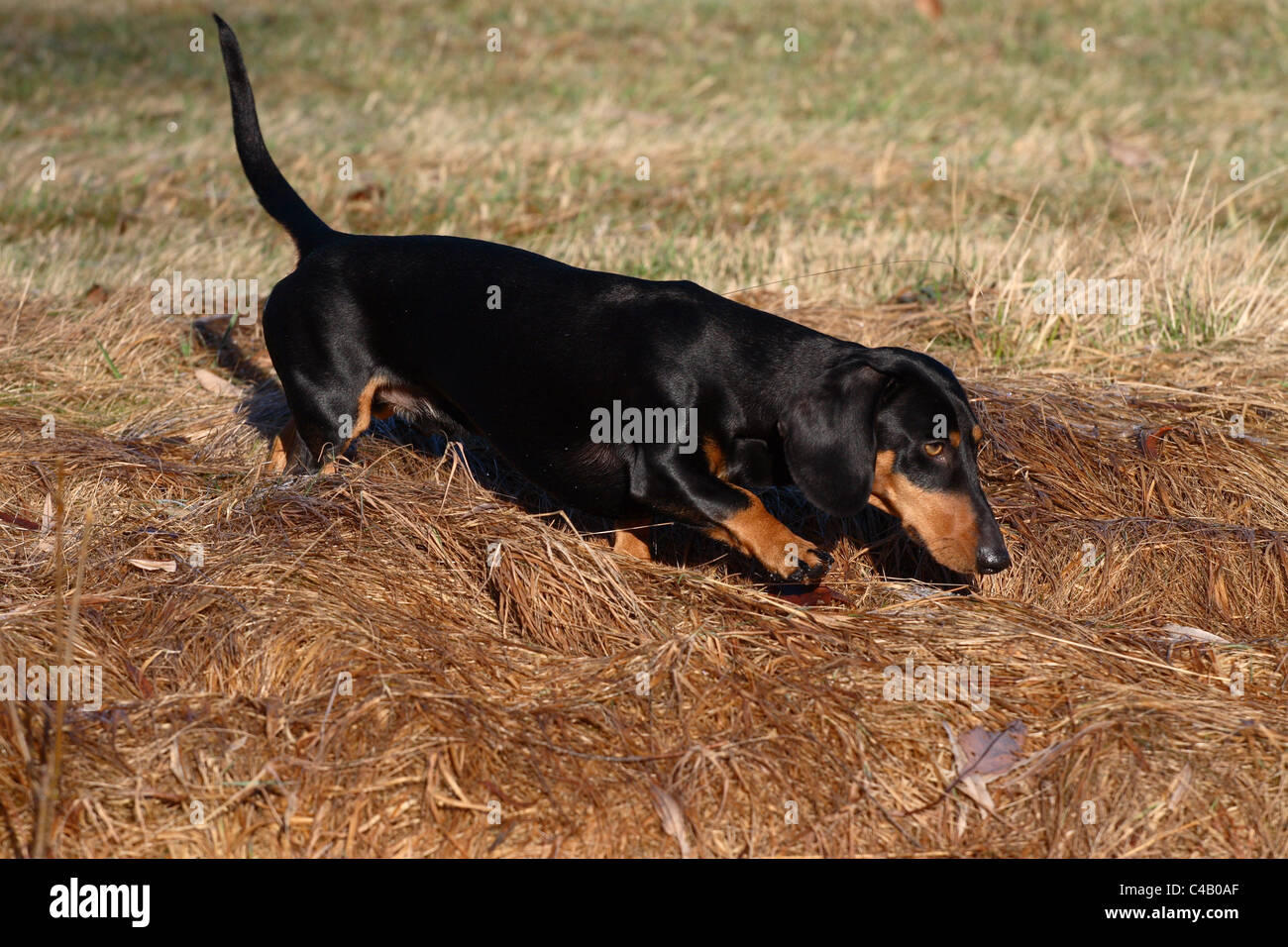 Teckel Hunting High Resolution Stock Photography and Images - Alamy