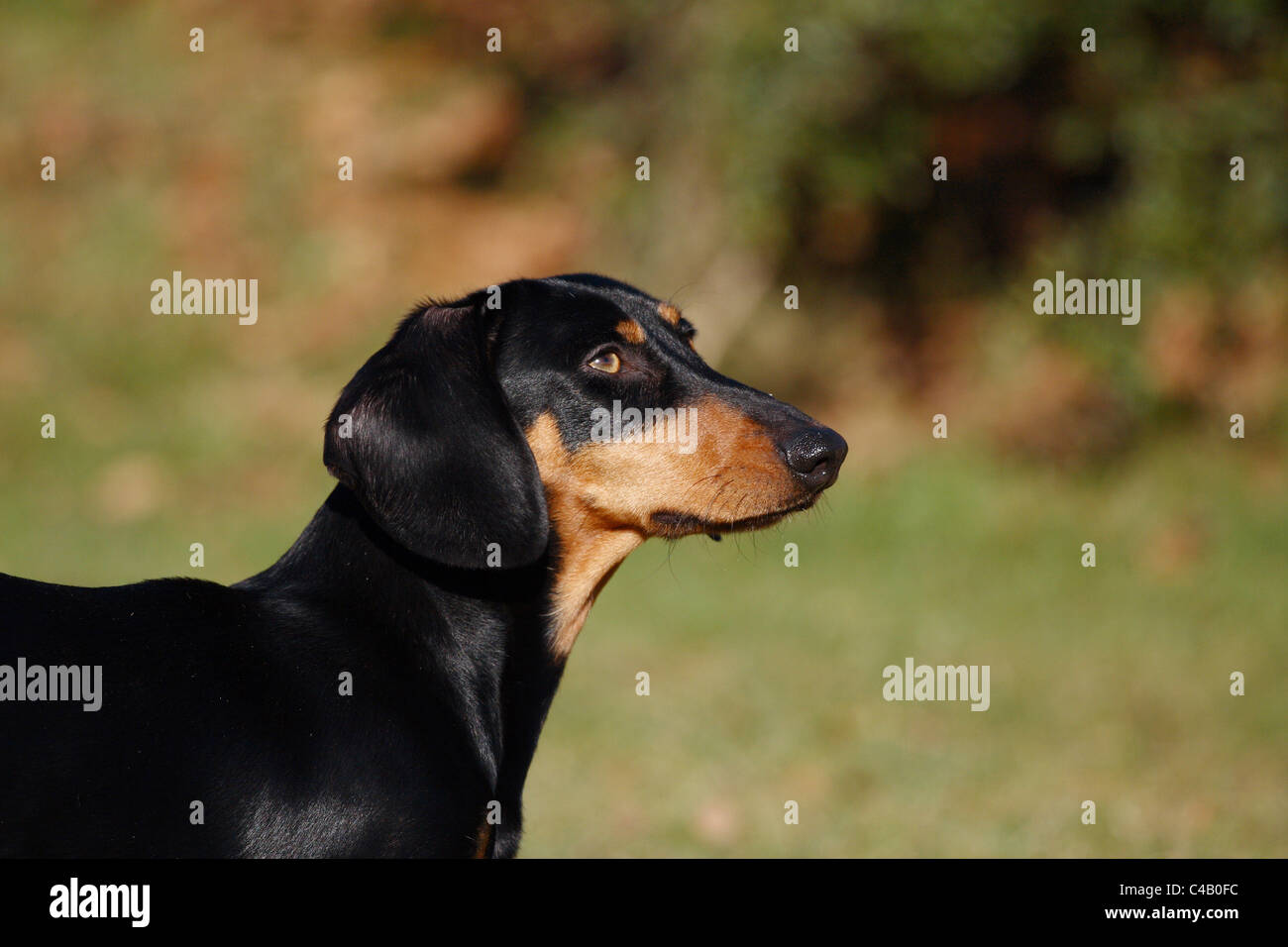 Teckel head hi-res stock photography and images - Alamy