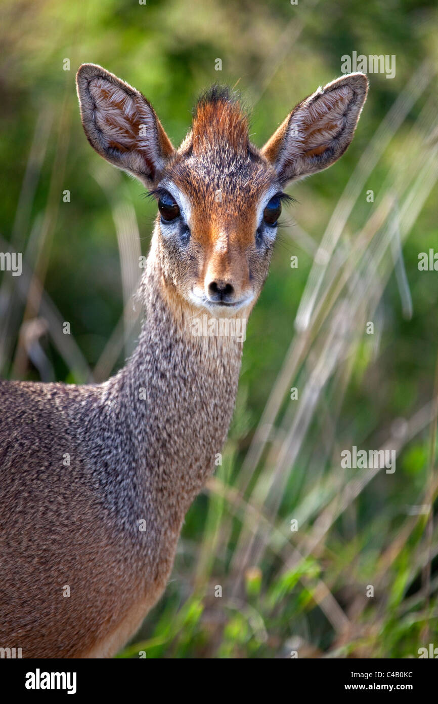 Female Dikdik High Resolution Stock Photography and Images - Alamy