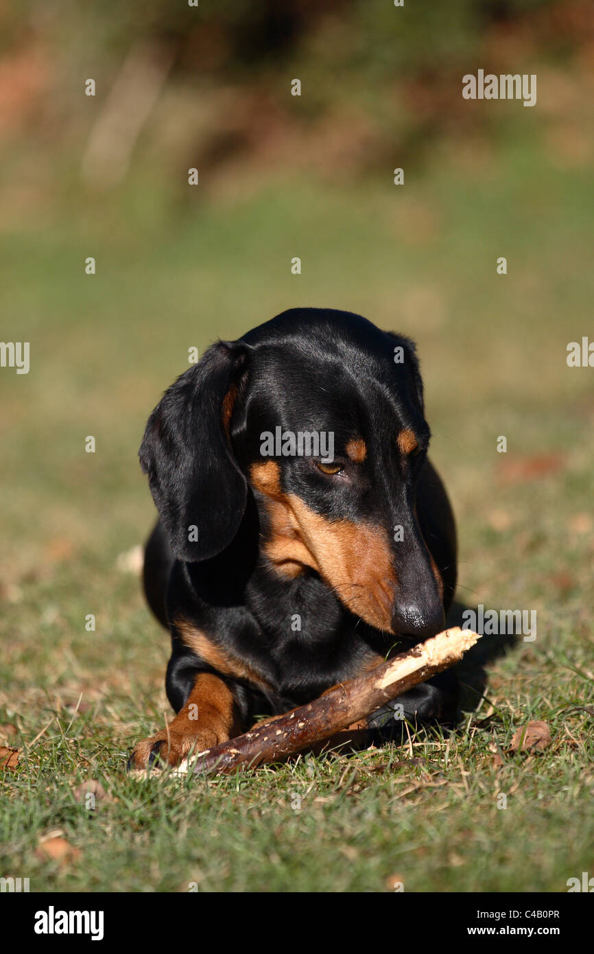 Sniffing a stick hi-res stock photography and images - Alamy