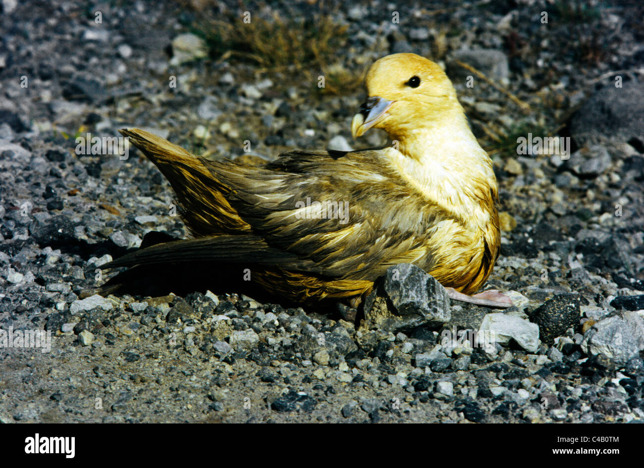 Fulmar Iceland Fulmarus Glacialis Covered In Oil Stock Photo - Alamy