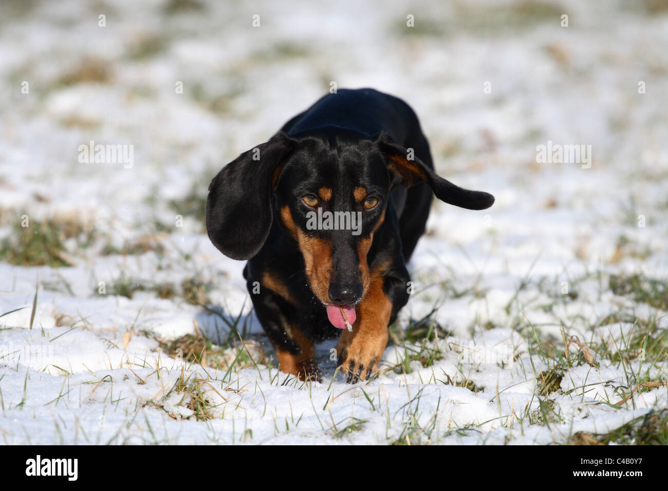 Black tan teckel hi-res stock photography and images - Alamy