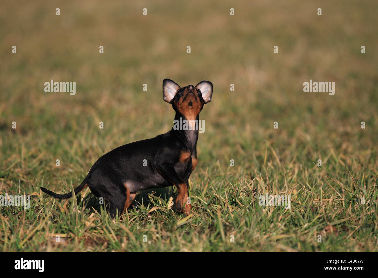 Miniature pinscher hi-res stock photography and images - Alamy